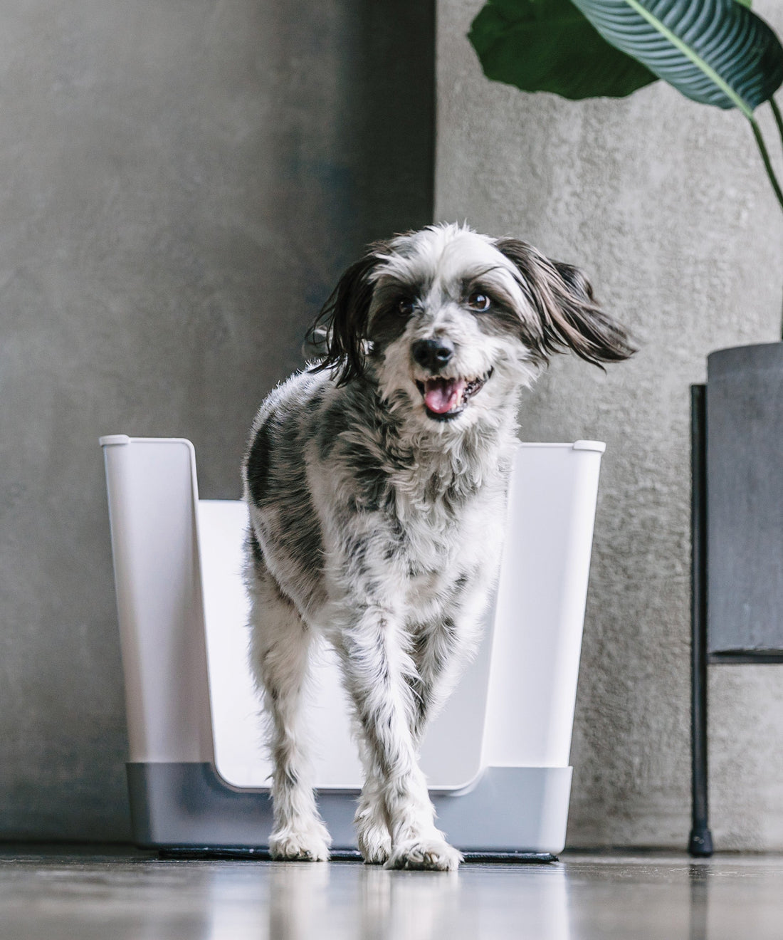 Doggy Bathroom– DoggyBathroom - The Best Dog Litter Box with Vertical ...